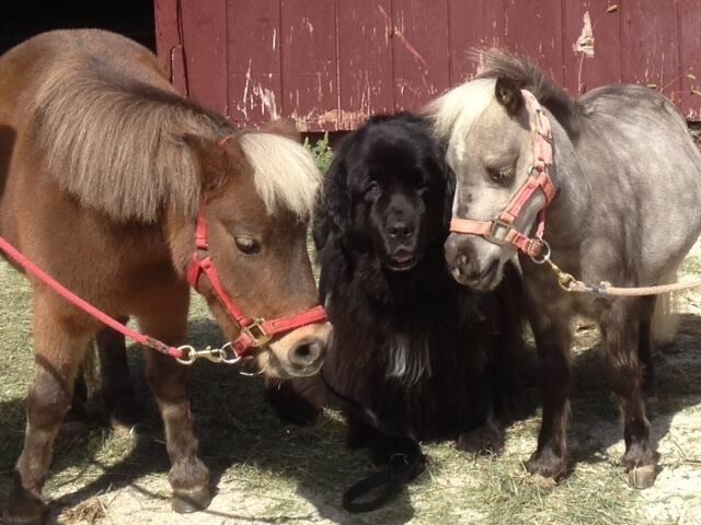 Therapy Animal Handler Course | Dogs On Call, Inc.